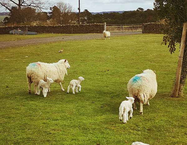 About Us : Haystax Inclusive Farm Experience, Inclusive Social Farm ...